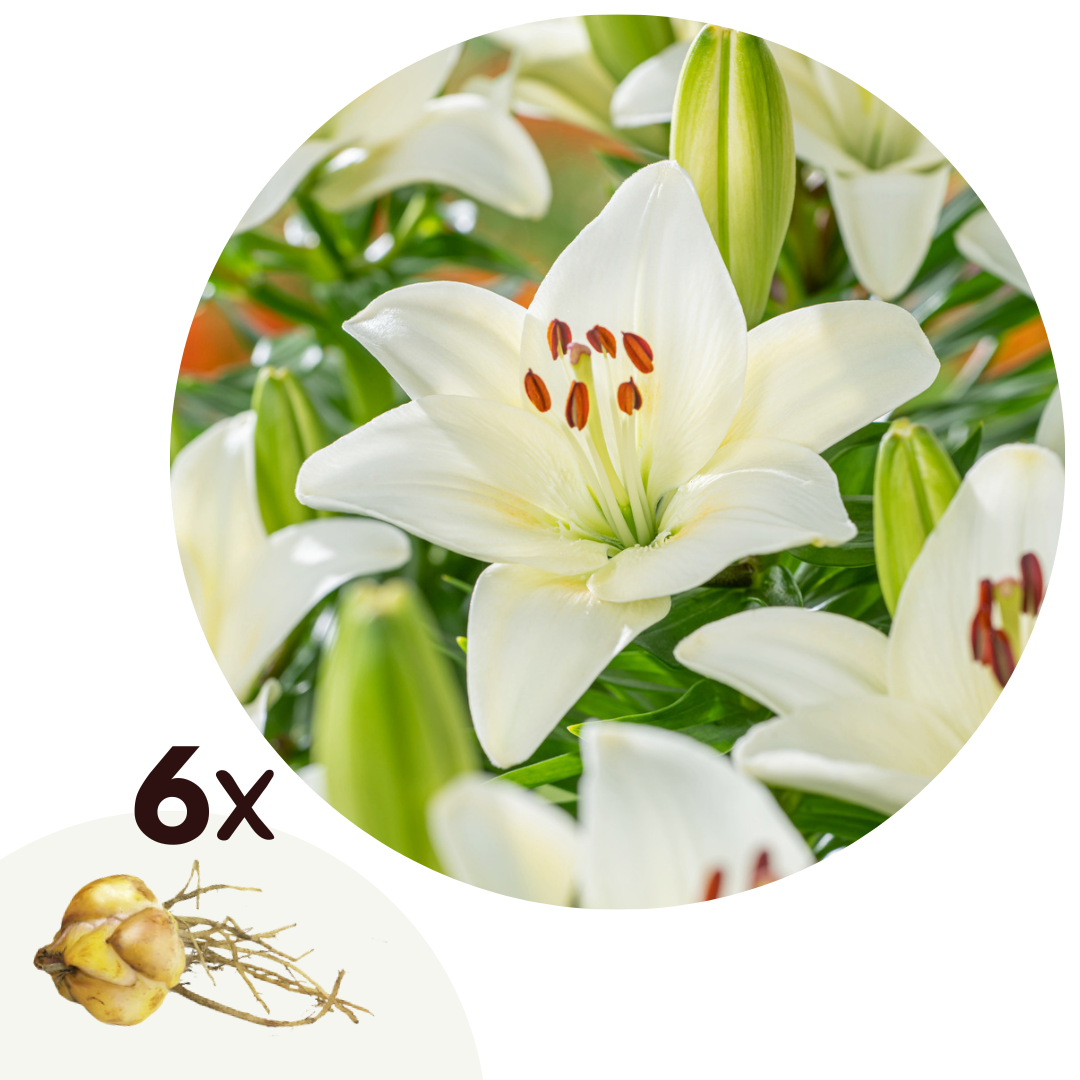 Crin asiatic de gradina - 6 buc - Lilium asiatic 'Happy Ice' - Rizomii ...