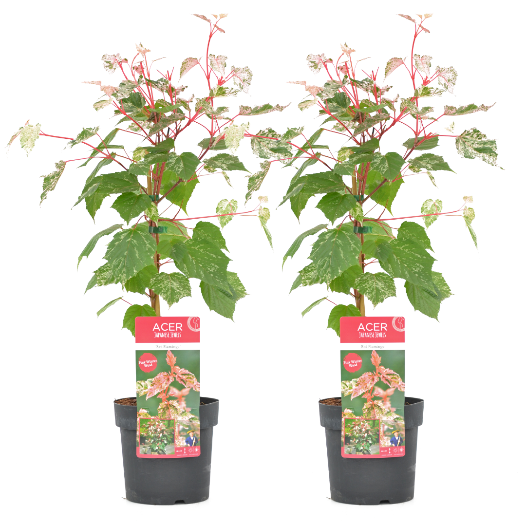 Arțar japonez - 2 buc - Acer conspicuum 'Red Flamingo' - În. 50-60cm ...